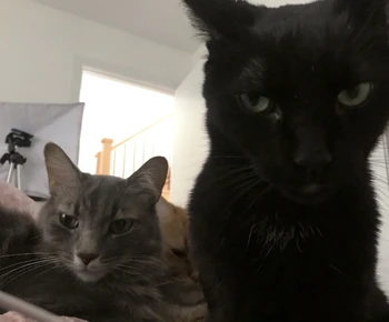 Mason | Carmen King Wiki | Fandom