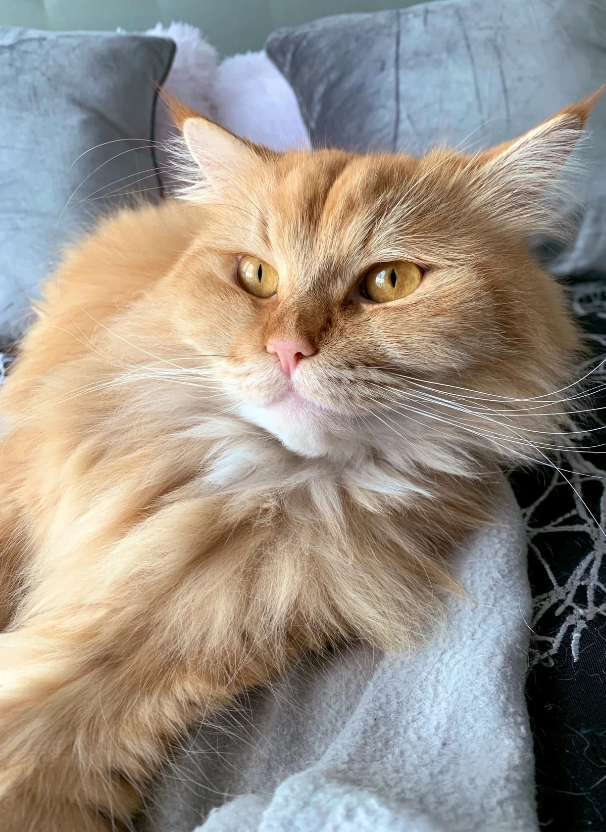 Kabuki/Gallery | Carmen King Wiki | Fandom