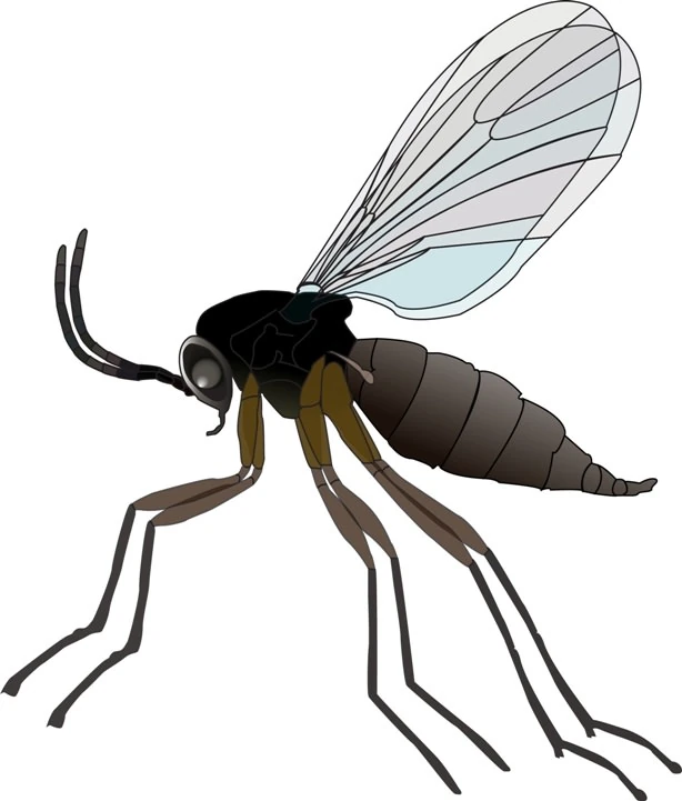 Gnat | Carmen (animated & live action) Wiki | Fandom