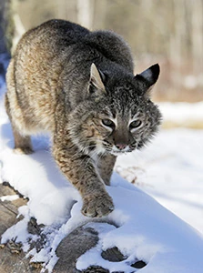 Bobcat (Lynx rufus) | Carnivora Wiki | Fandom