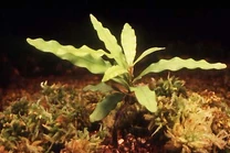 Triphyophyllum | Carnivorous plants Wikia | Fandom