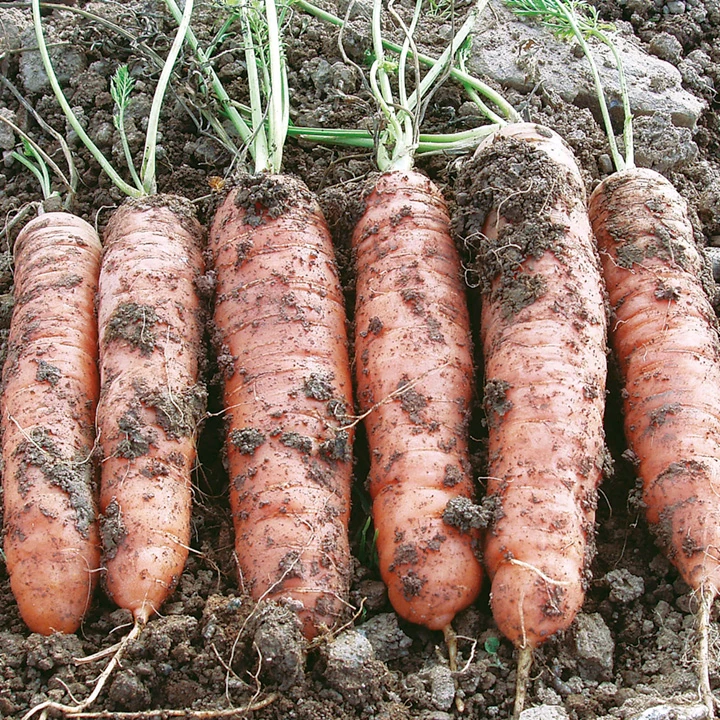 Trevor | Carrot Wiki | Fandom