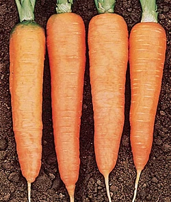 Touchon | Carrot Wiki | Fandom