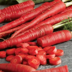 Samurai | Carrot Wiki | Fandom