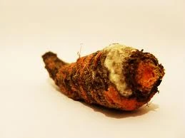 Carrot Wiki Guides/Templates | Carrot Wiki | Fandom