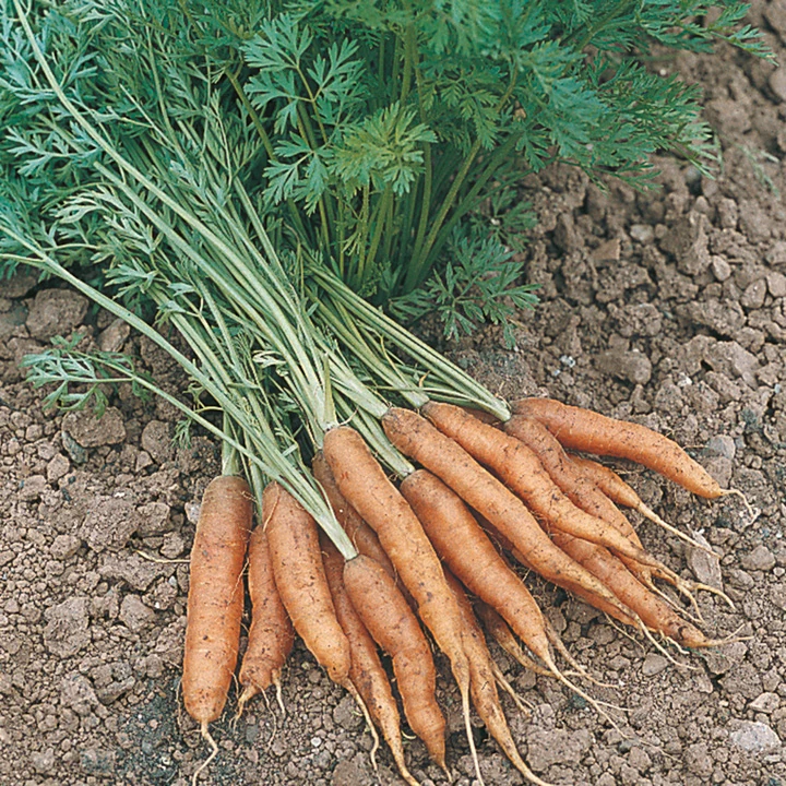 Rocket | Carrot Wiki | Fandom