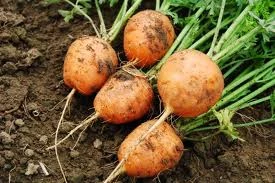 Atlas | Carrot Wiki | Fandom