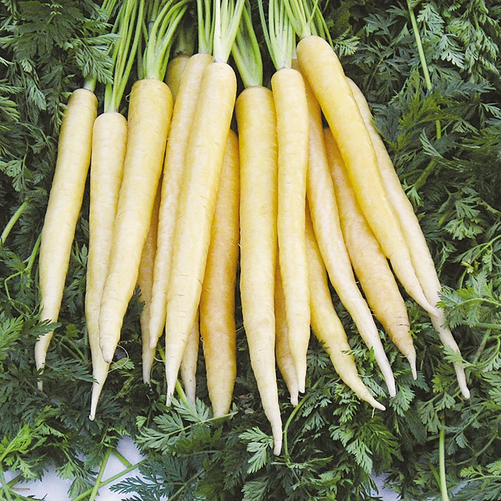 Creme De Lite | Carrot Wiki | Fandom