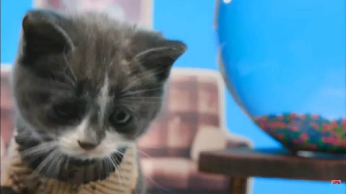 Cat-Toon Network | The Cartoon Network Wiki | Fandom