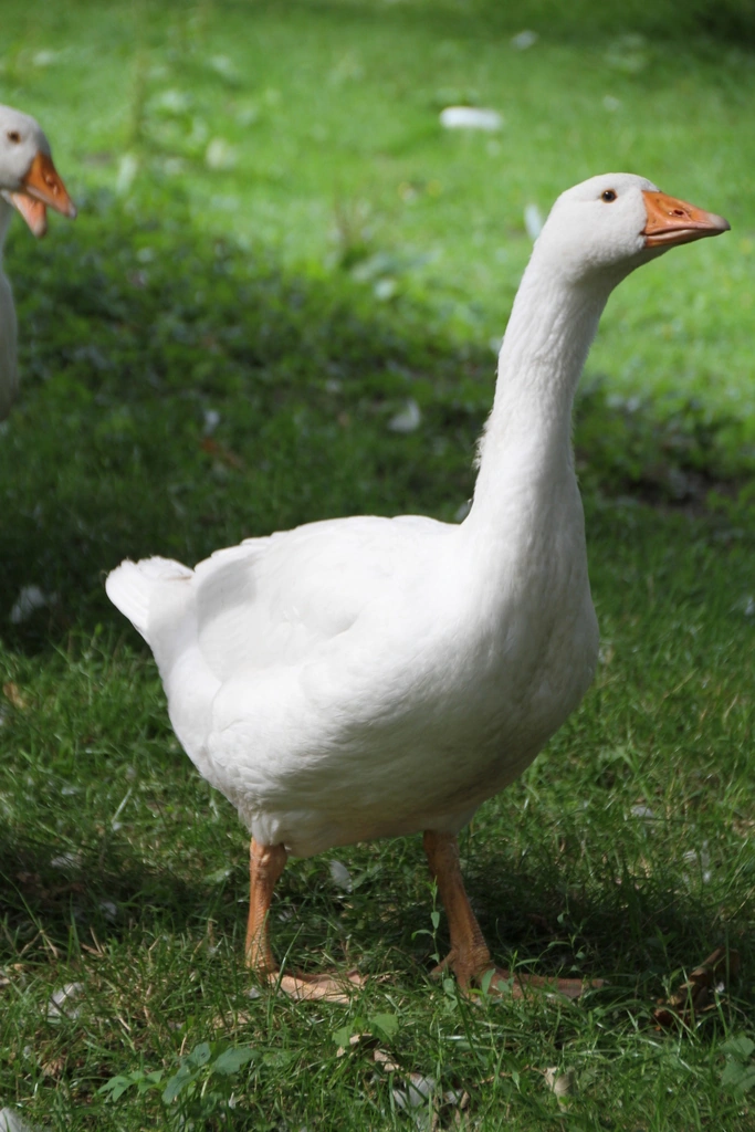 Sticker | Cartoon Network Wiki | Fandom