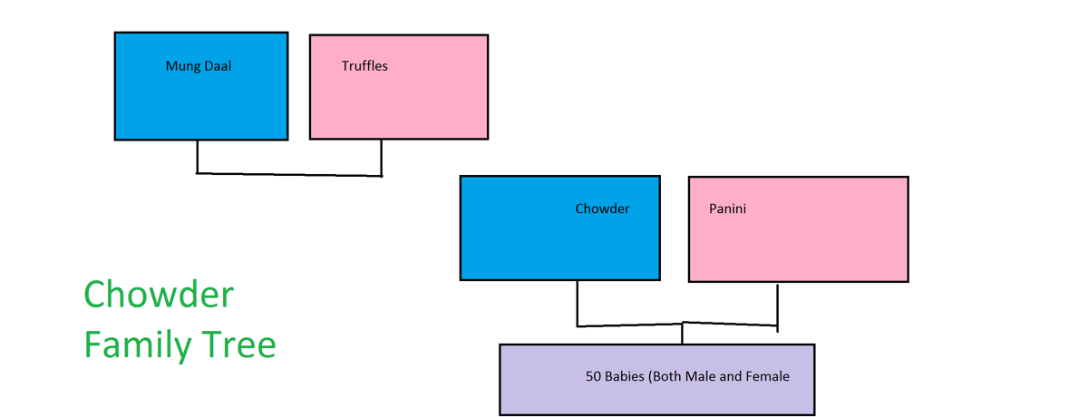 Chowder Family Tree | CN Wiki | Fandom