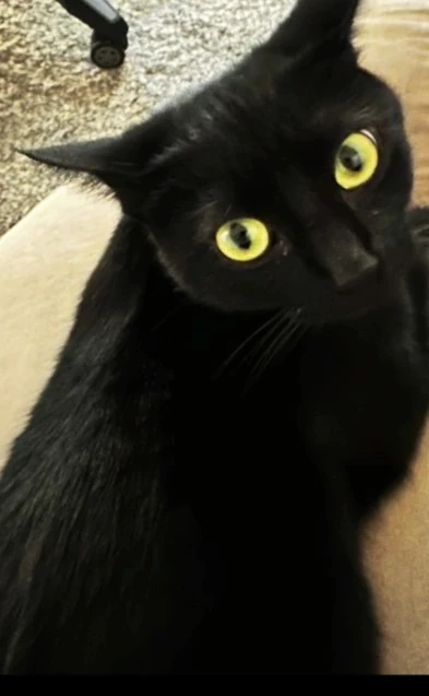 Category:Cats | Caseoh Wiki | Fandom