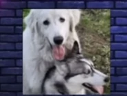 Gallery | Caseoh Wiki | Fandom