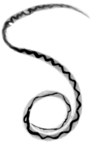 Rat Lungworm Disease | Caseoh Wiki | Fandom