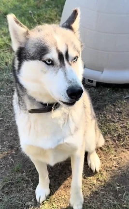 Ghost | Caseoh Wiki | Fandom