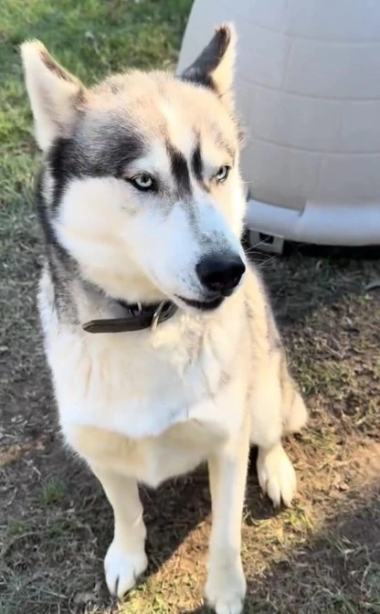 Ghost | Caseoh Wiki | Fandom