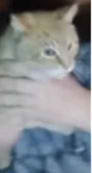 Morris | Caseoh Wiki | Fandom