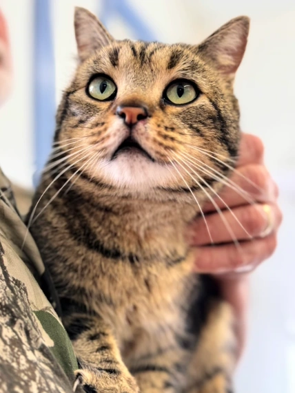 Other Pets | Caseoh Wiki | Fandom