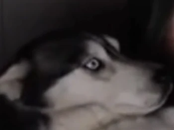 Ghost | Caseoh Wiki | Fandom