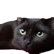 ENEMIES | CaseOh's Basics The Official Wiki | Fandom