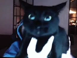 Kitty | CaseOh's Own Wiki | Fandom