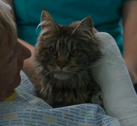 Sheila (cat) | Holby Wiki - Casualty and Holby City | Fandom