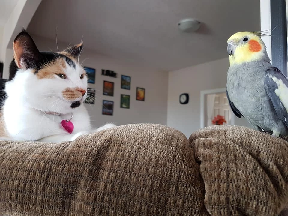 Charlie | Cat Quest official Wiki | Fandom