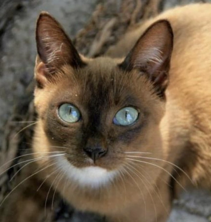 Snail Step | Cat Tales Wiki | Fandom