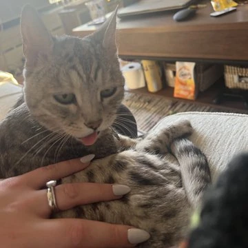 Kitty | Cat Twitter Wiki | Fandom