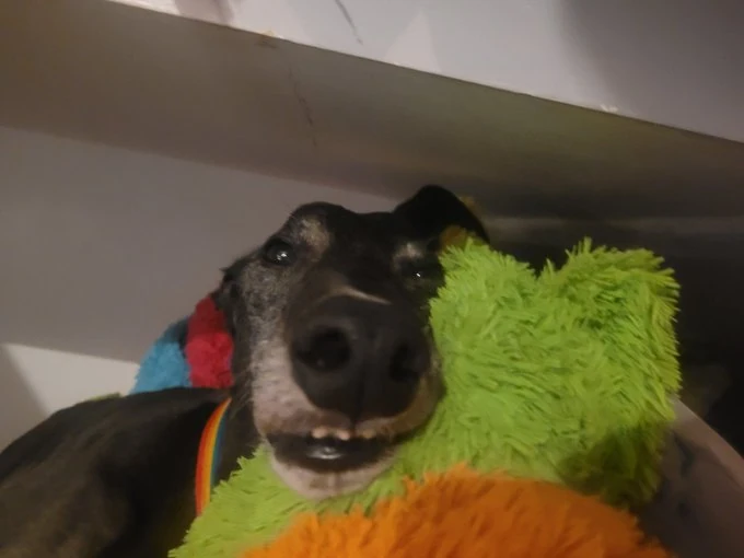 Lofty | Cat Twitter Wiki | Fandom