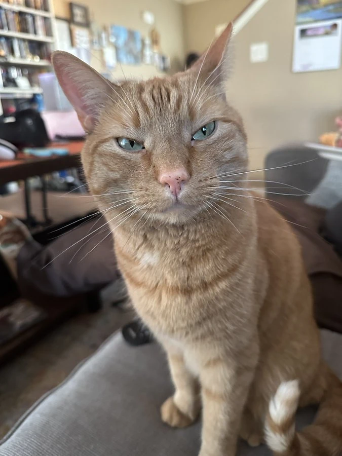 Pizza Steve | Cat Twitter Wiki | Fandom