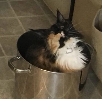 Cryptids | Cat Twitter Wiki | Fandom