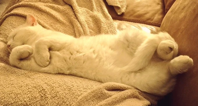 Bianco | Cat Twitter Wiki | Fandom