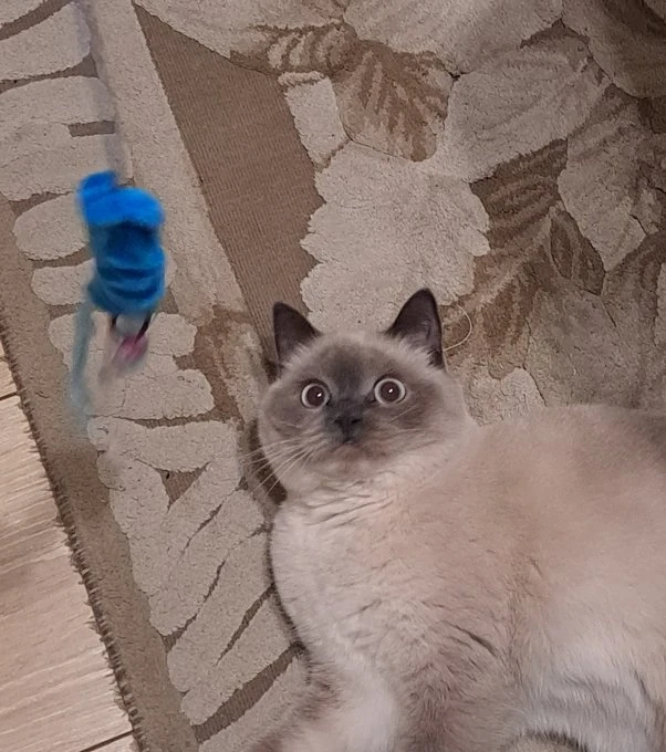 Blaire | Cat Twitter Wiki | Fandom