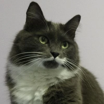 Nono | Cat Twitter Wiki | Fandom