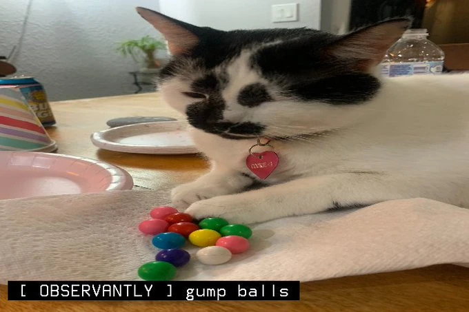 Cookie | Cat Twitter Wiki | Fandom