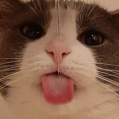 Khajit | Cat Twitter Wiki | Fandom