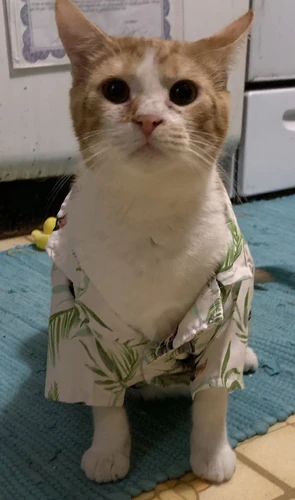 Stanley | Cat Twitter Wiki | Fandom