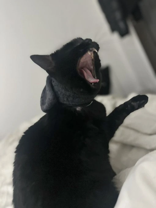 MïA | Cat Twitter Wiki | Fandom