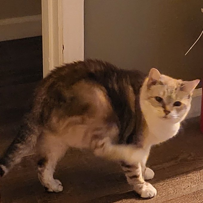 Thumb Cat Twitter Wiki Fandom