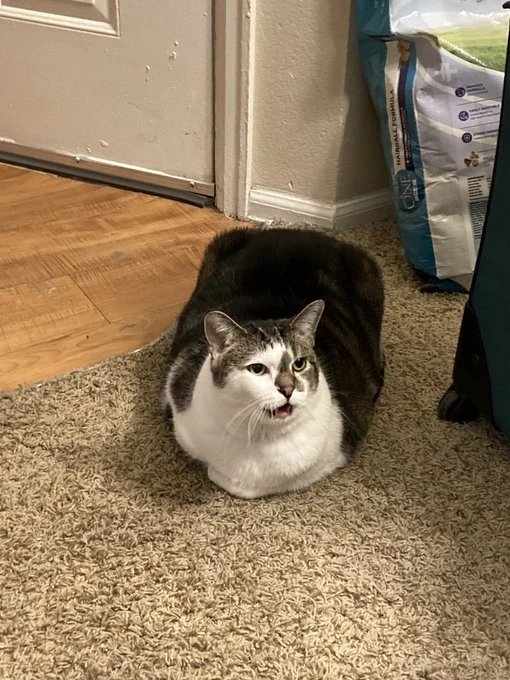 Skittles | Cat Twitter Wiki | Fandom