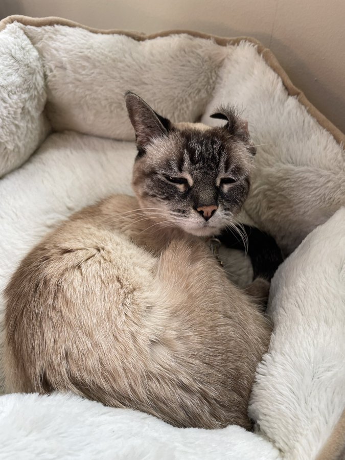 Esther Cat Twitter Wiki Fandom