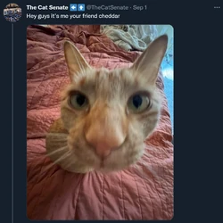 Cheddargate | Cat Twitter Wiki | Fandom