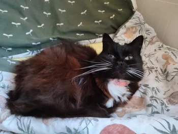 Ana | Cat Twitter Wiki | Fandom