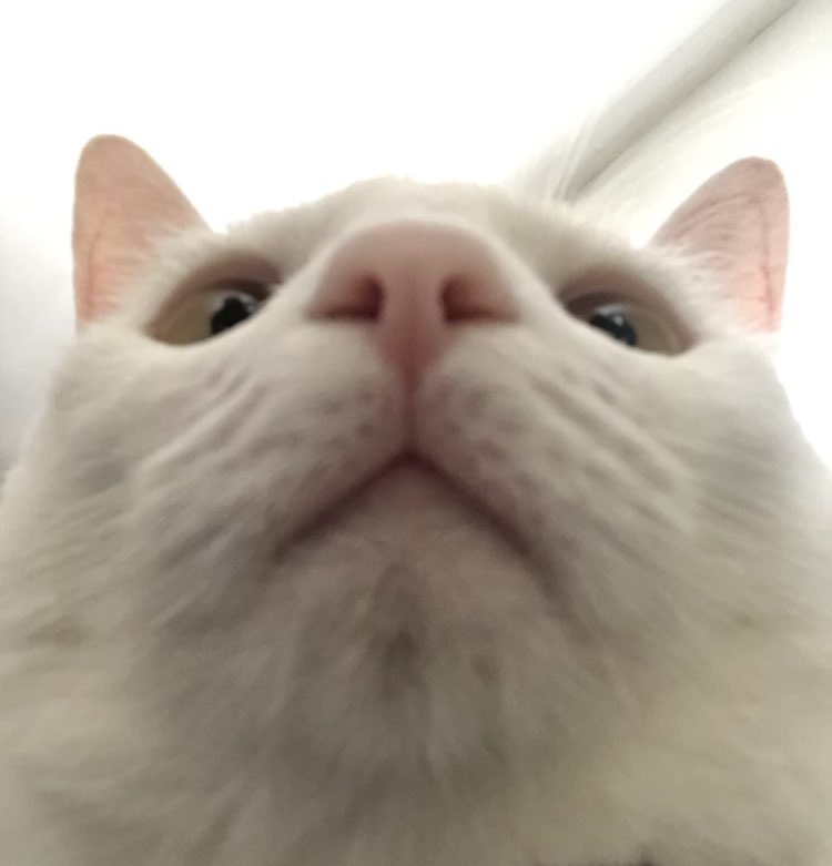 Paul Blart Cat Twitter Wiki Fandom
