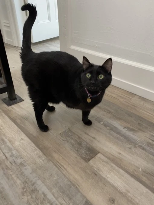 Roberto | Cat Twitter Wiki | Fandom