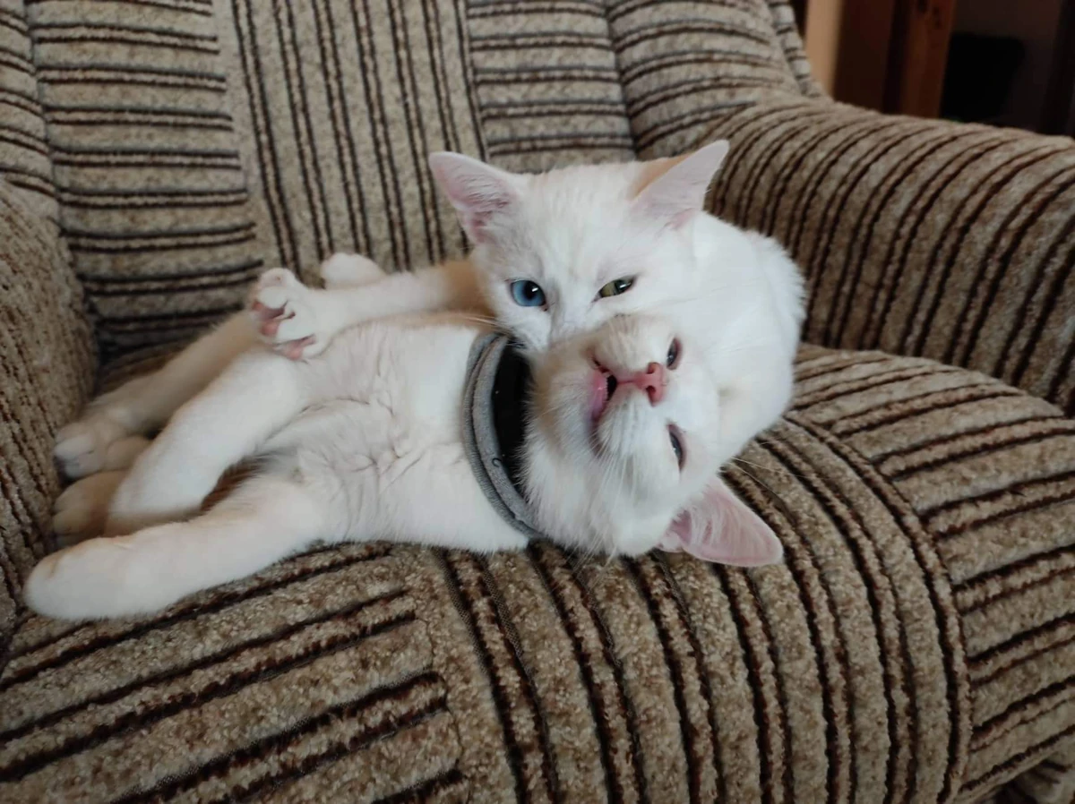 Chili and Lichi | Cat Twitter Wiki | Fandom