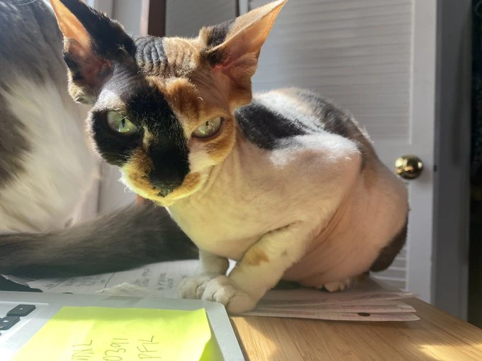 Apple | Cat Twitter Wiki | Fandom