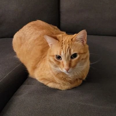 Jack | Cat Twitter Wiki | Fandom