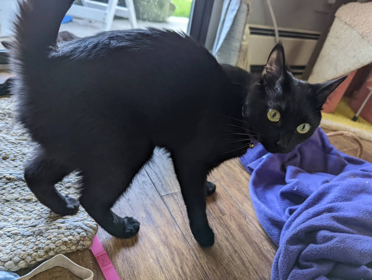 Courage | Cat Twitter Wiki | Fandom